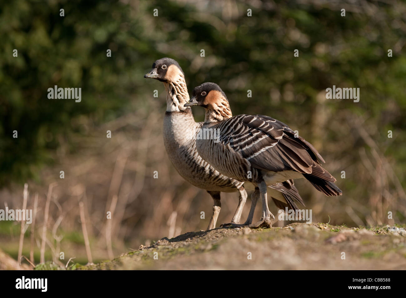 Hawaii endemic species hi-res stock photography and images - Alamy