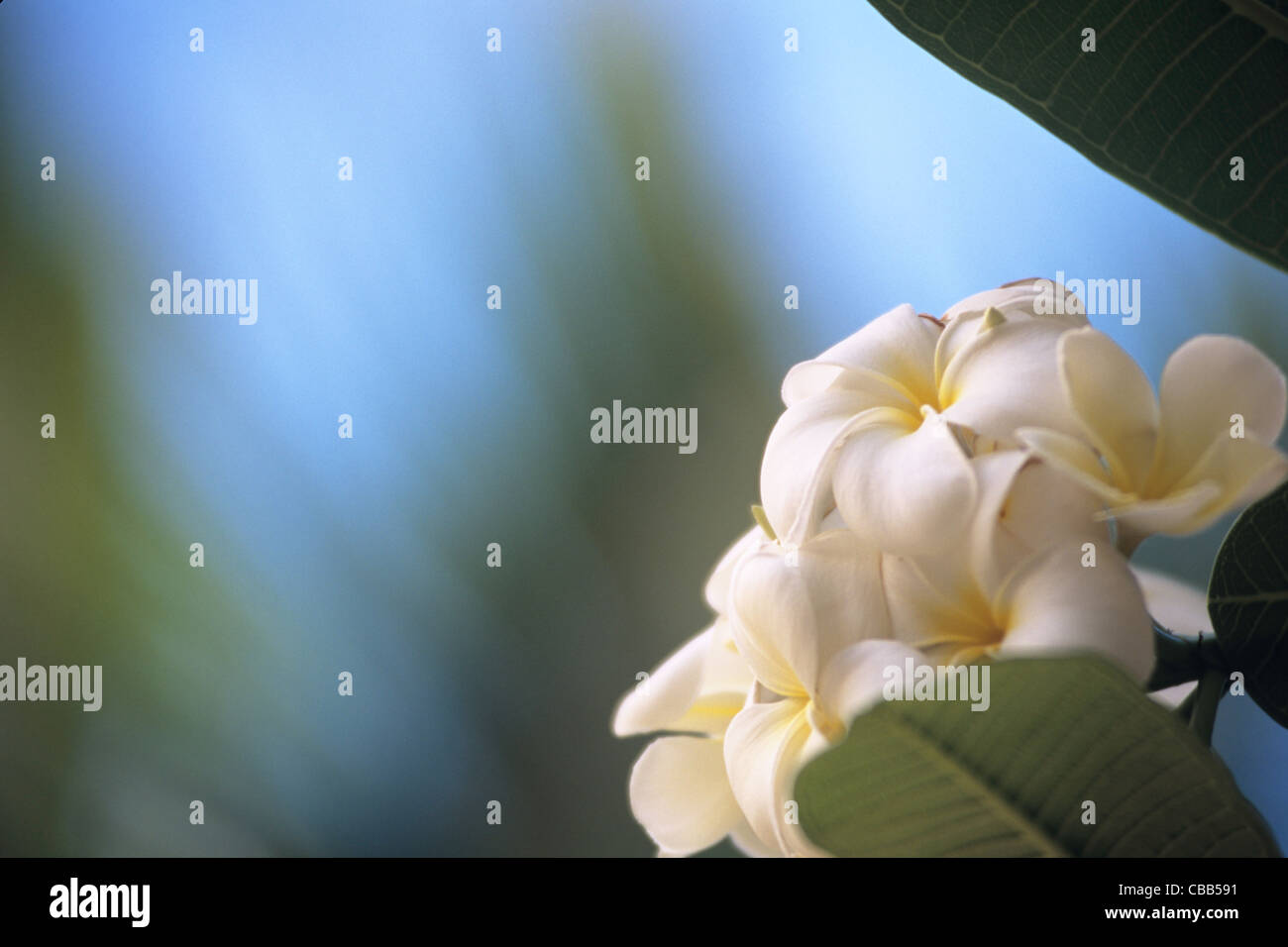 Cook Islands, Kūki 'Āirani, South Pacific Ocean, frangiapani, plumeria ...