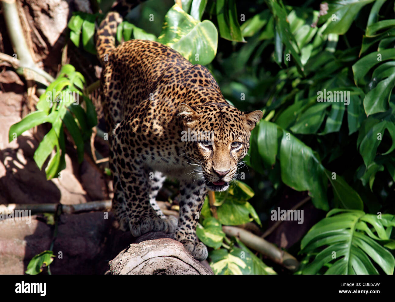 Leopard (Panthera pardus) stalking prey Stock Photo - Alamy