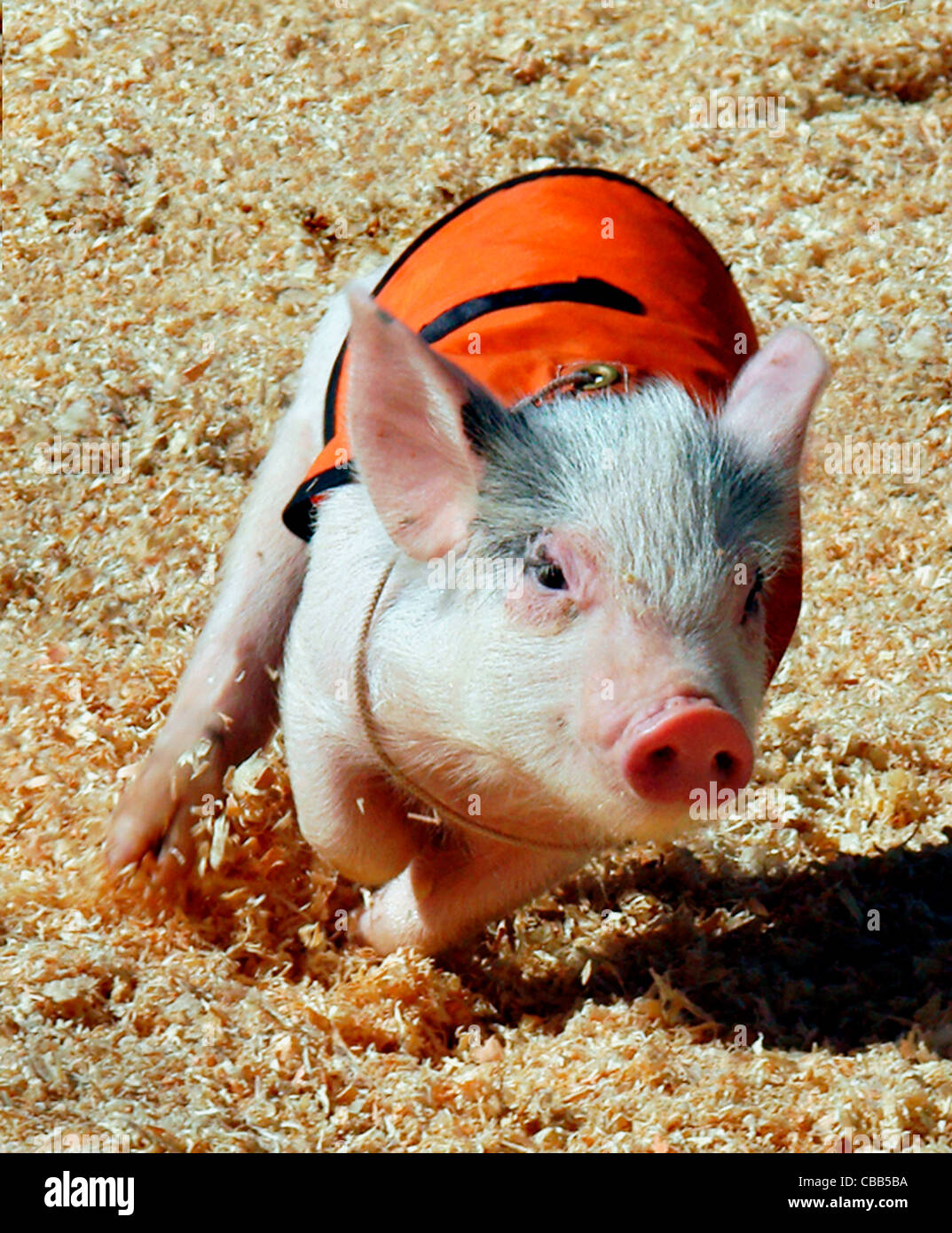 Pig racing hi-res stock photography and images - Alamy