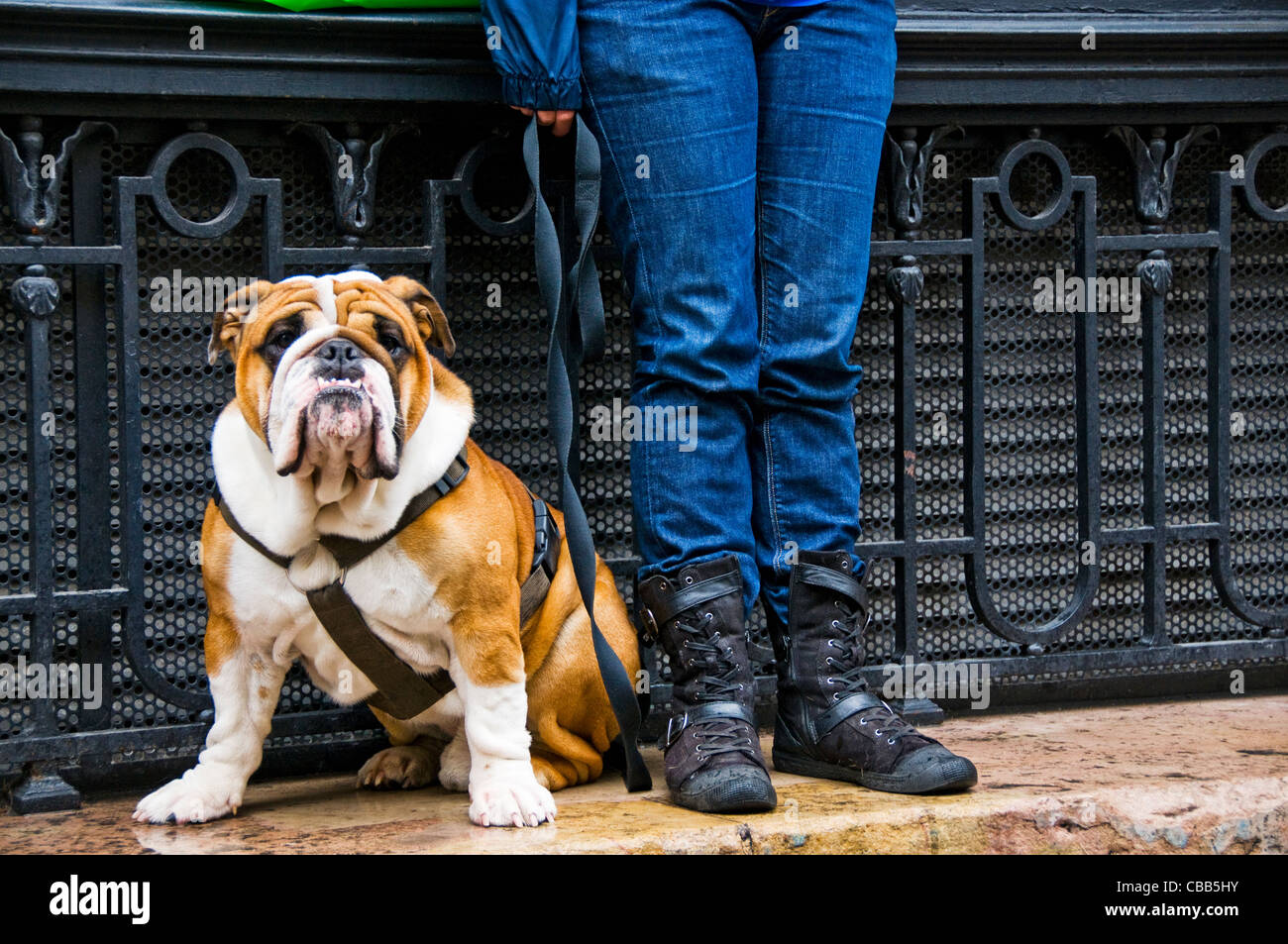Bulldog sitting resting face Stock Photo - Alamy