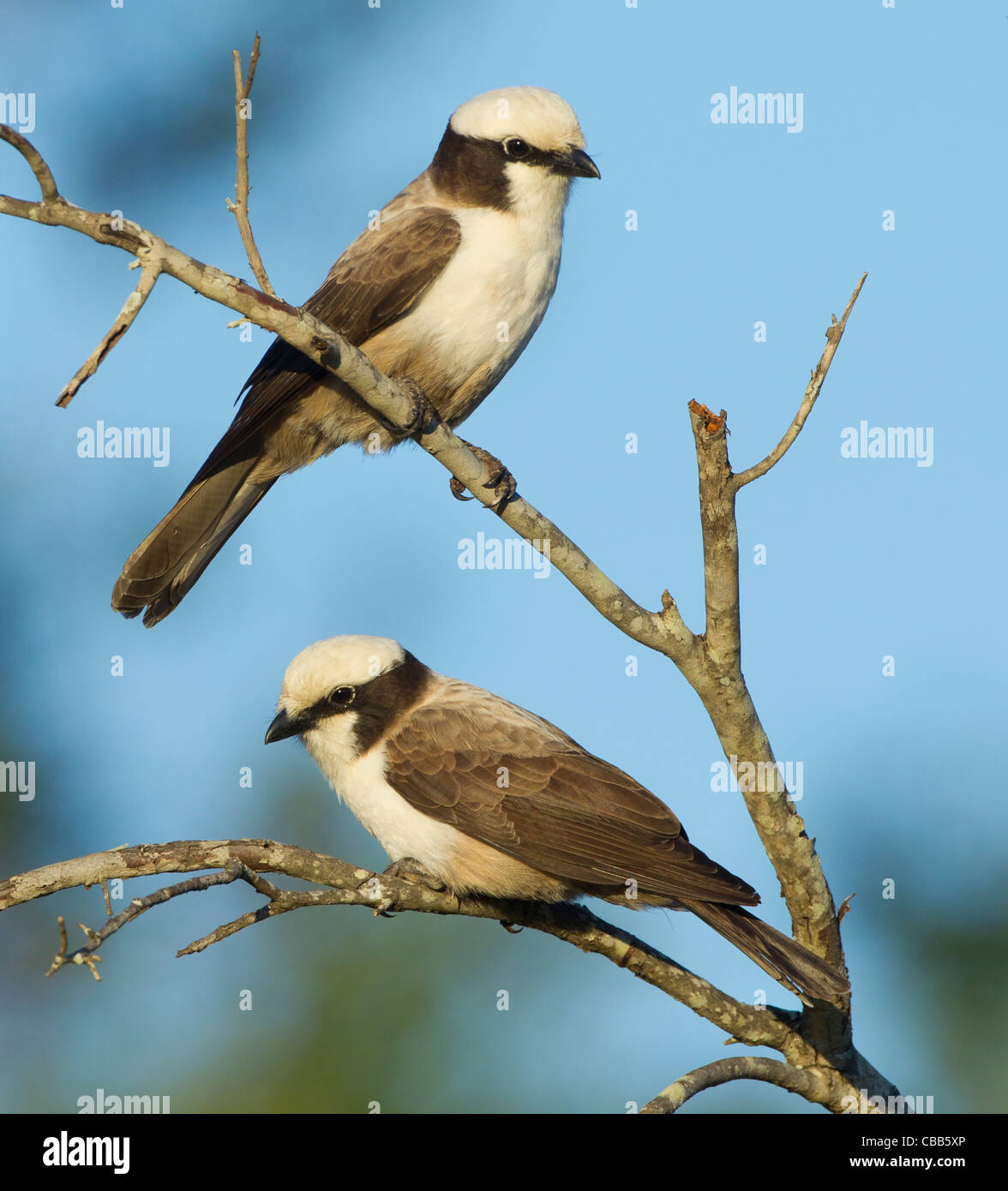 2 White crowned shrike(Eurocephalus ruppelli Stock Photo - Alamy