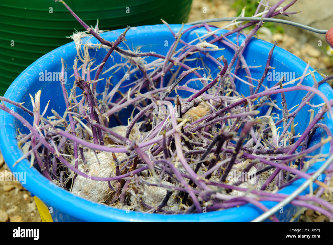 Potatoes gone to seed hi-res stock photography and images - Alamy