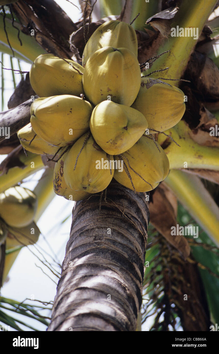 Cook Islands, Kūki 'Āirani, South Pacific Ocean, coconuts, Palm Tree ...