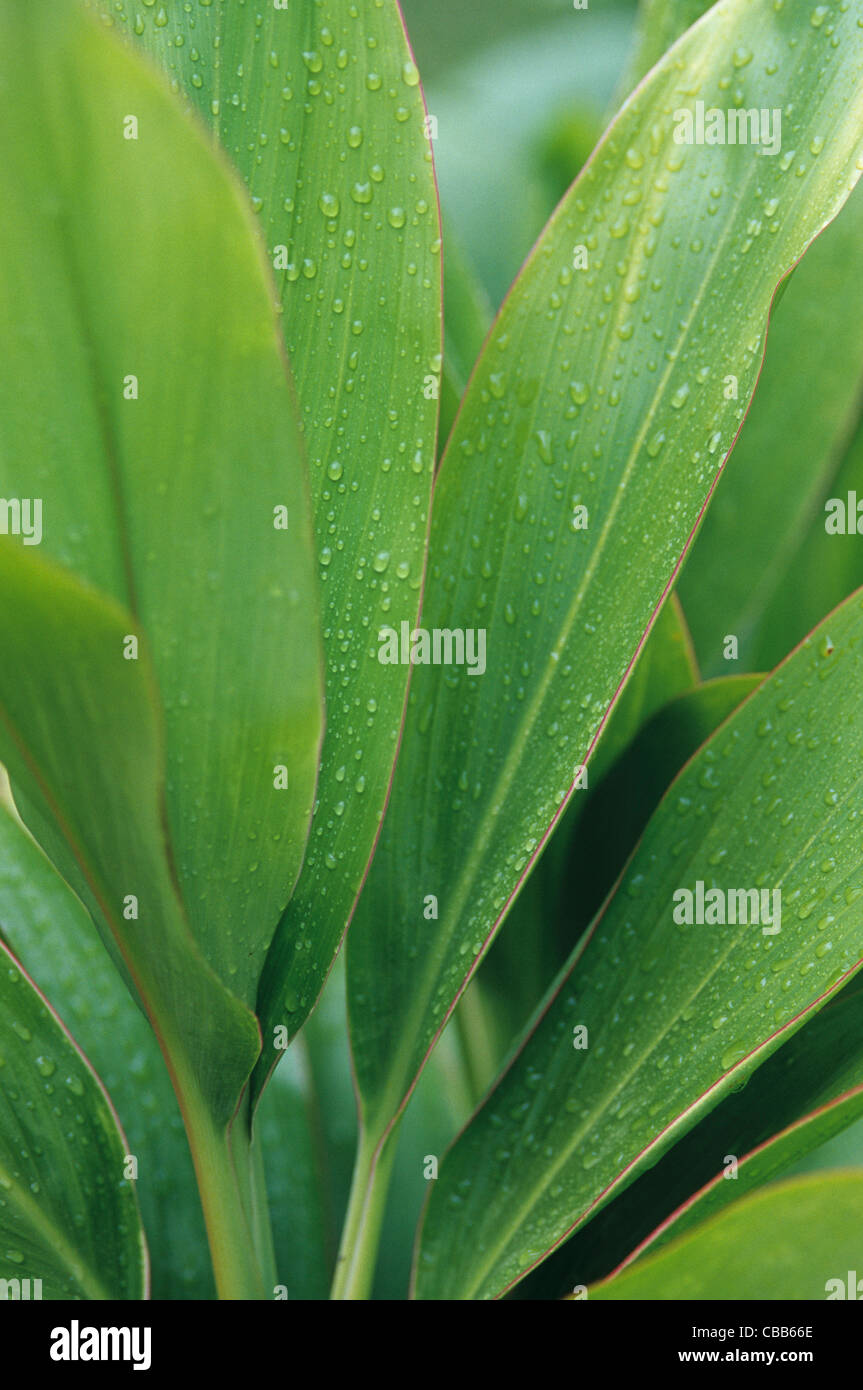 Cook Islands, Kūki 'Āirani, South Pacific Ocean, ti plant Stock Photo ...