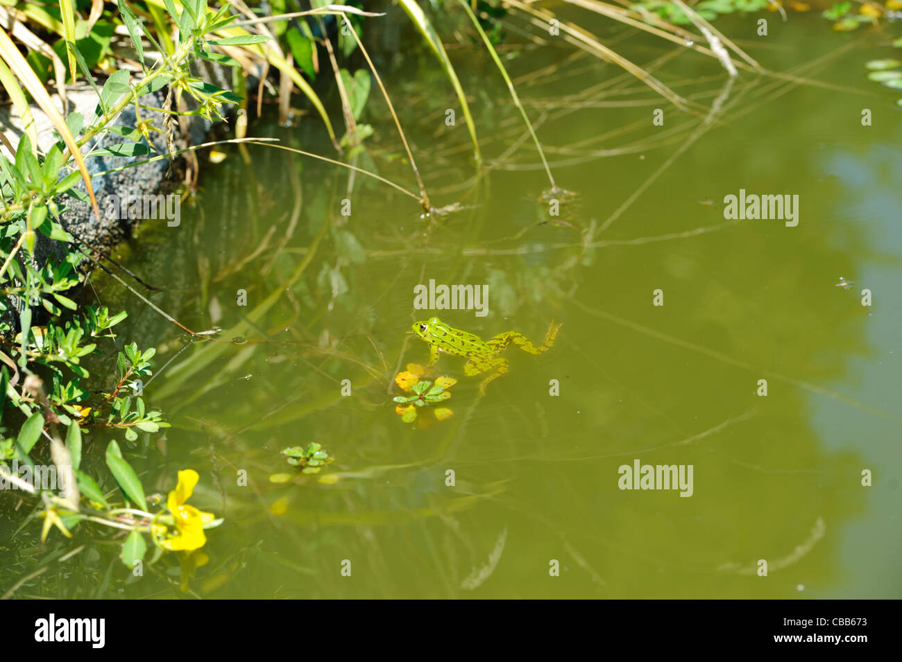 Stock photo of a frog in a pond Stock Photo - Alamy