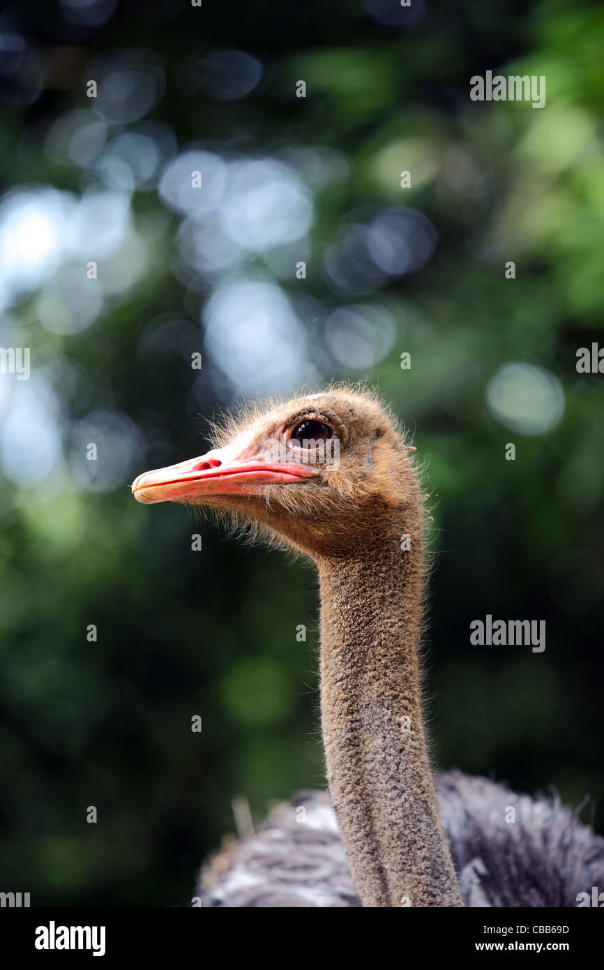 Ostrich at Lok Kawi Wildlife Reserve Stock Photo - Alamy