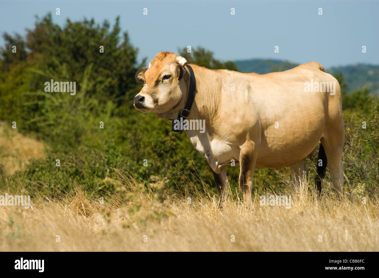 Cow on the pasture, nature outdoor Stock Photo - Alamy