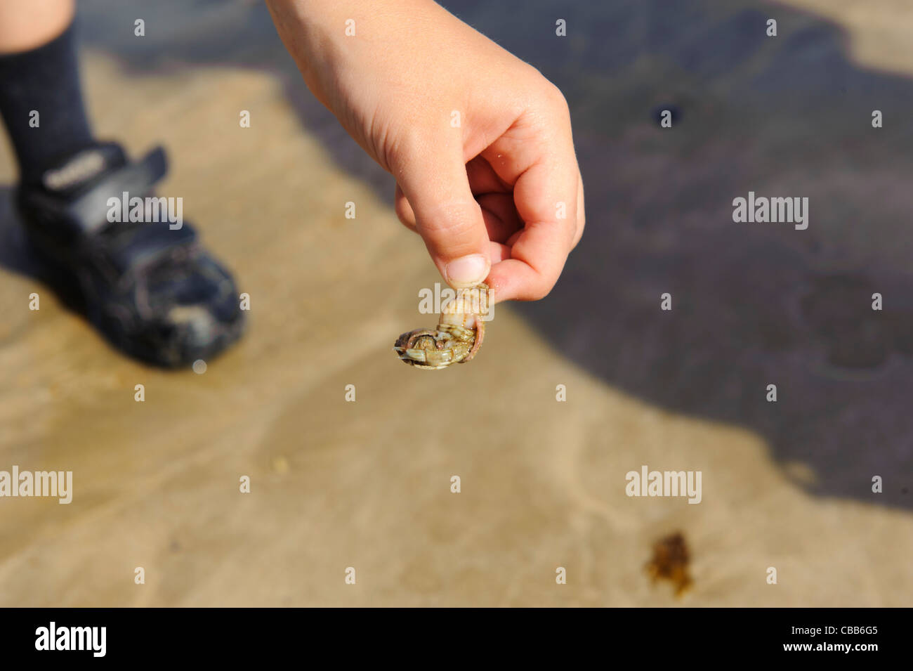 Stock photo of a boy holding a hermit crab Stock Photo - Alamy