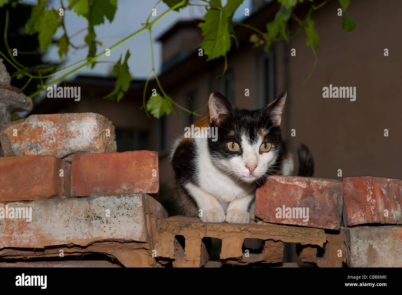 Cat on a brick wall Stock Photo - Alamy