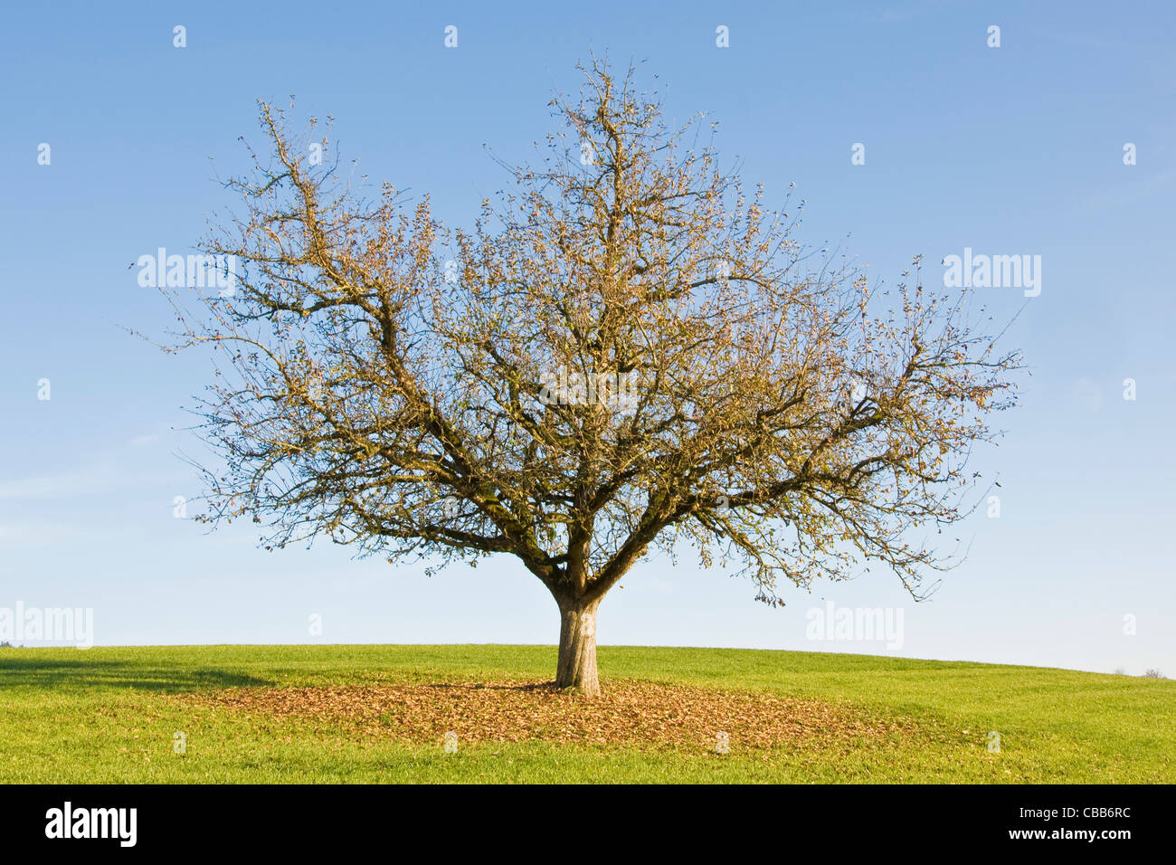 Tree, landscape, Switzerland Stock Photo - Alamy