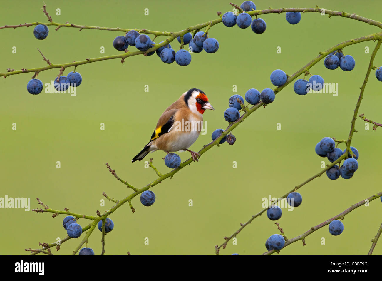 Common hedgerow weeds hi-res stock photography and images - Alamy