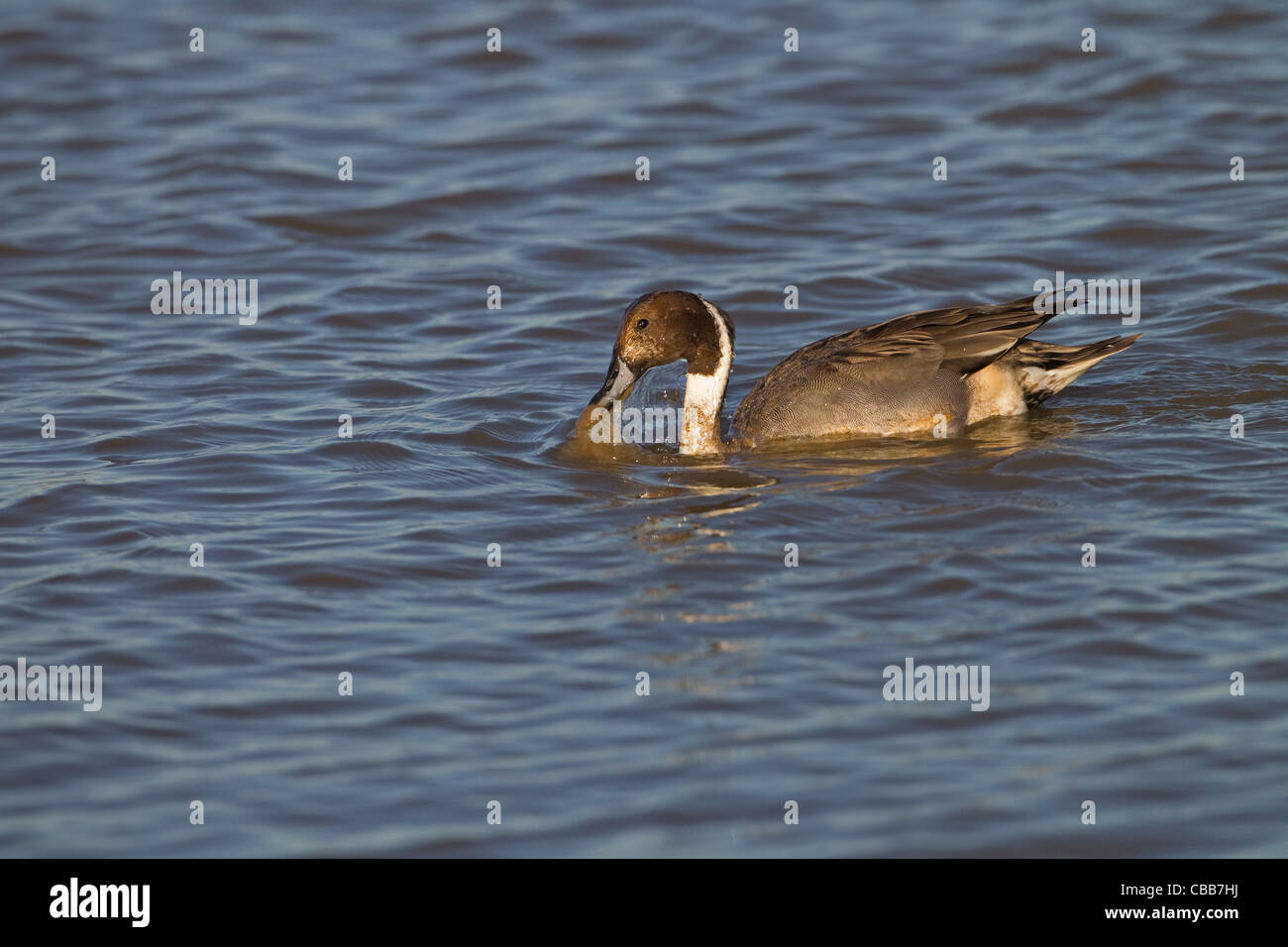 Common pintail duck hi-res stock photography and images - Alamy