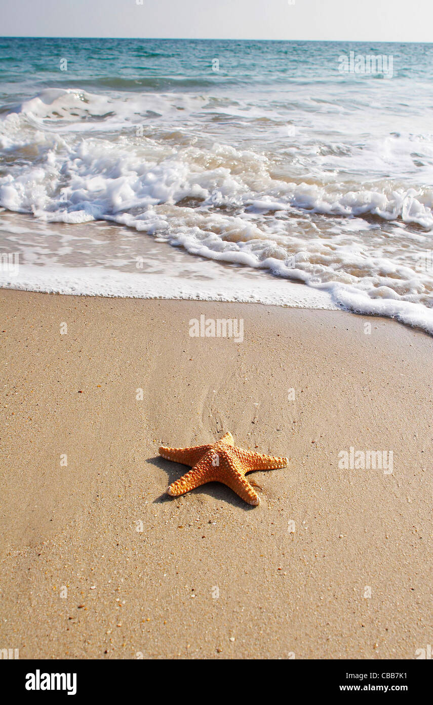 Starfish washed up on a sandy beach Stock Photo - Alamy