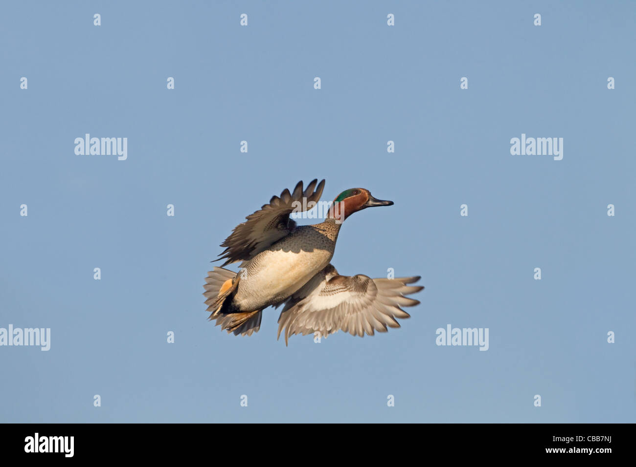 Twisting ducks hi-res stock photography and images - Alamy