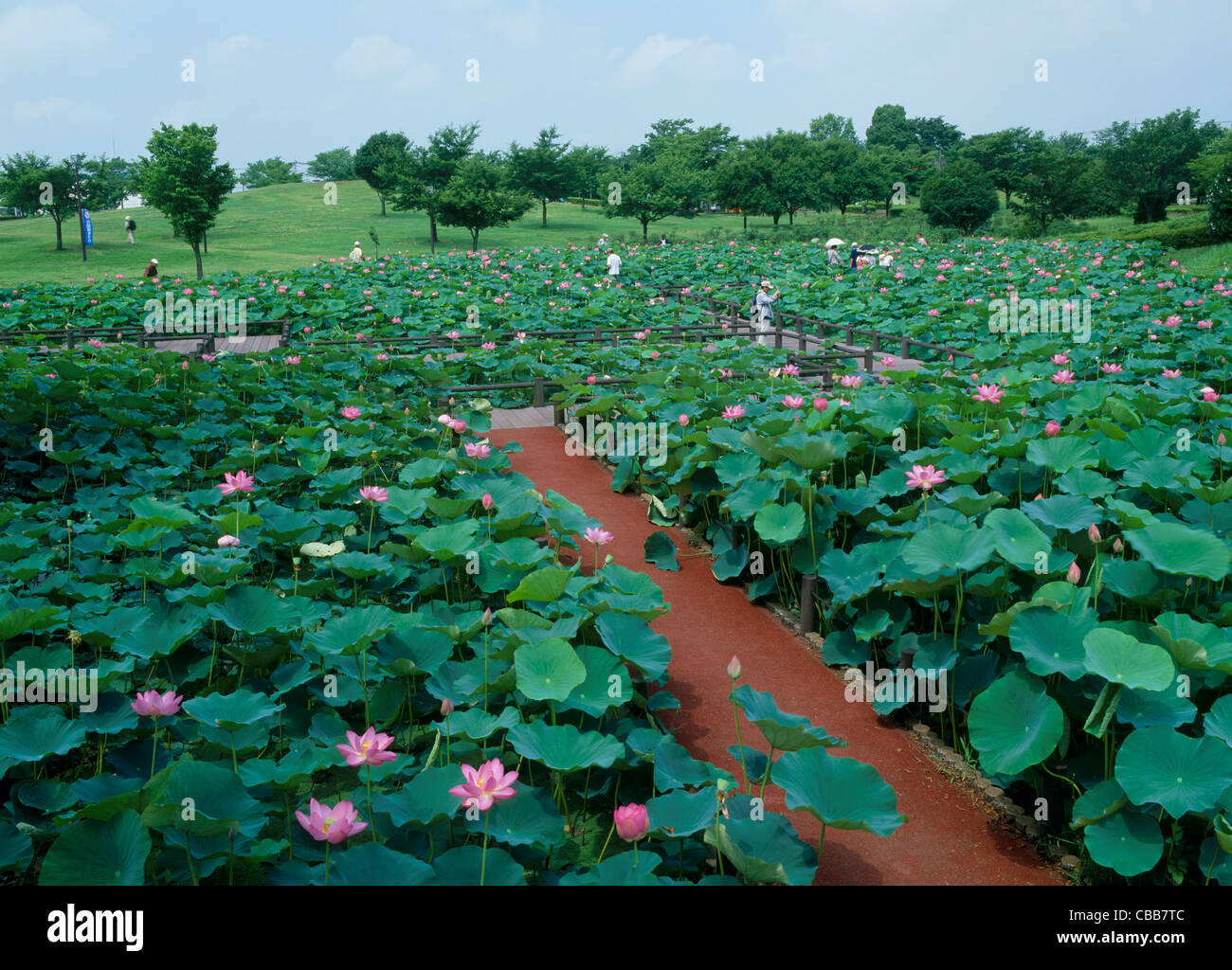Gyoda ancient lotus park hi-res stock photography and images - Alamy