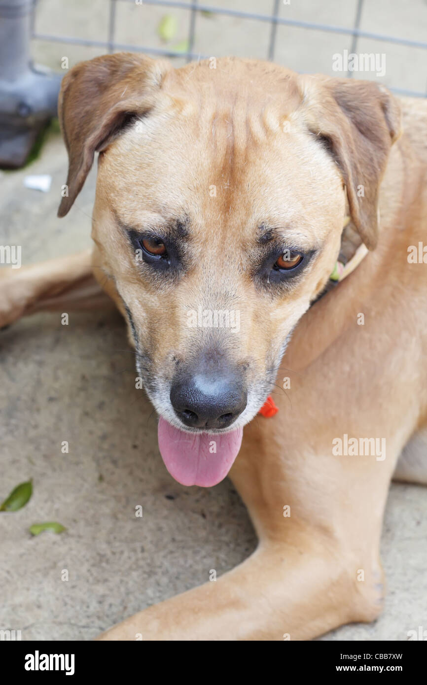 Rhodesian Ridgeback Boxer Mix Puppies