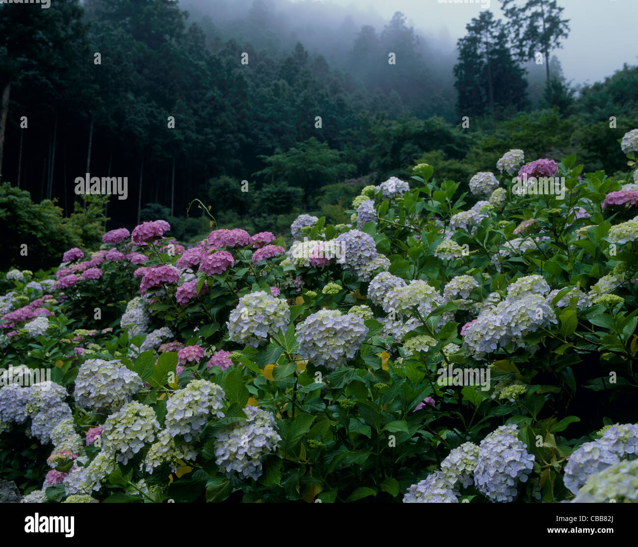Hydrangea japan forest hi-res stock photography and images - Alamy