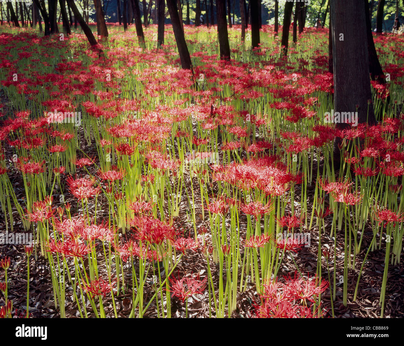 Spider Lily at Kinchakuda, Hidaka, Saitama, Japan Stock Photo - Alamy