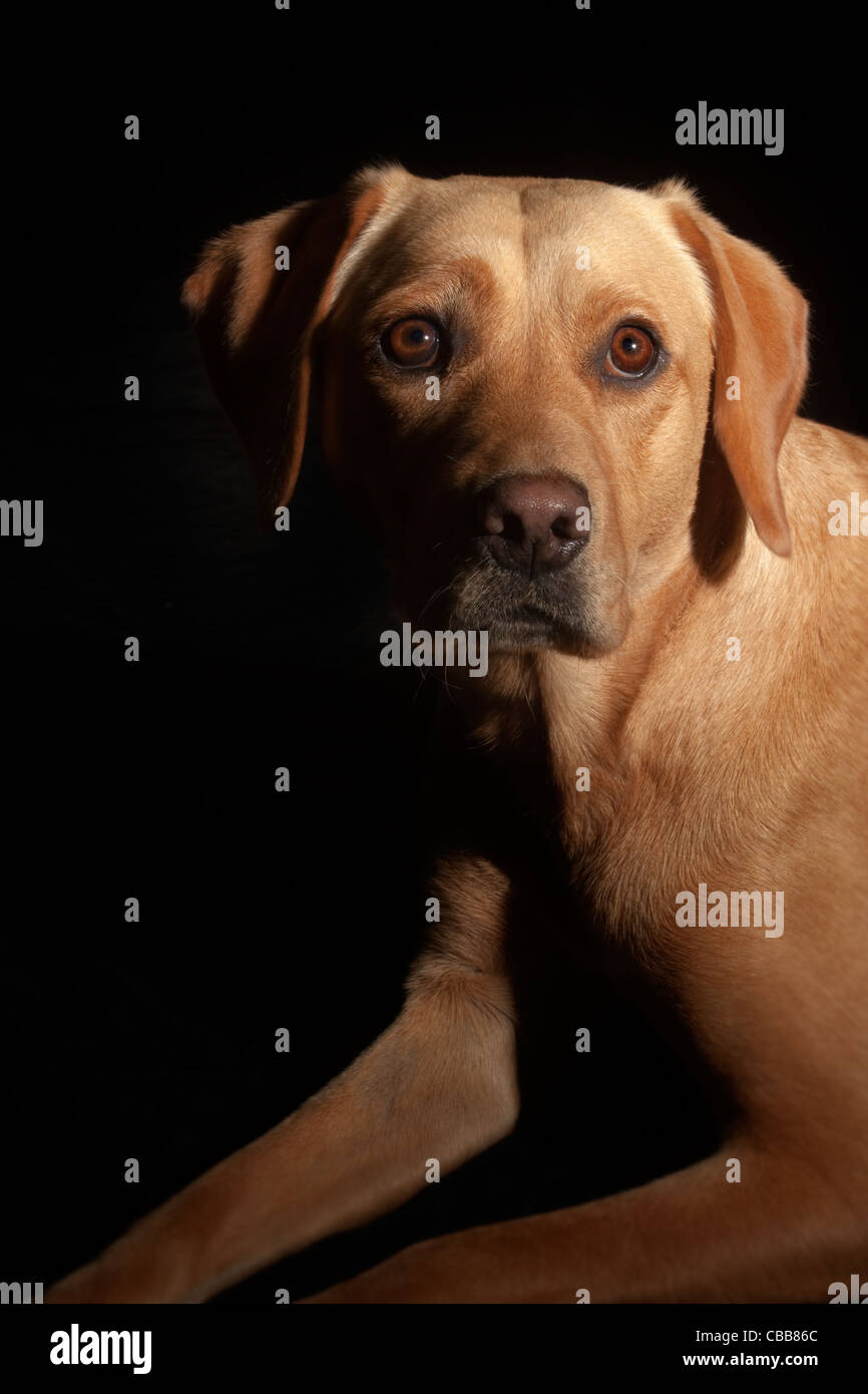 Dramatic portrait of Yellow Labrador in the last of the sun Stock Photo ...
