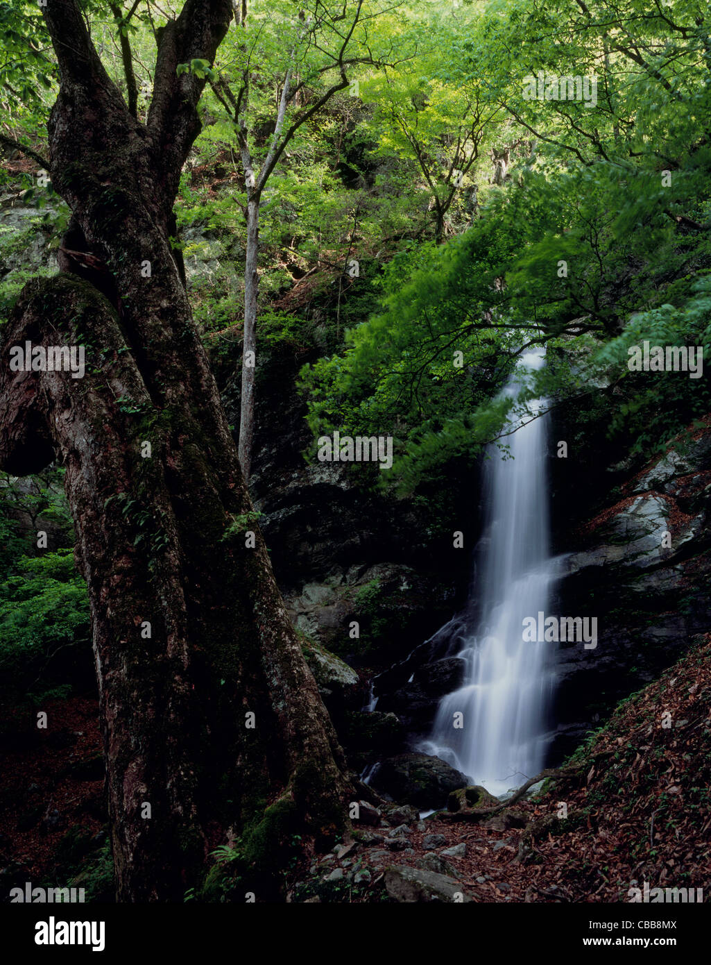 Fudo Waterfall, Chichibu, Saitama, Japan Stock Photo - Alamy