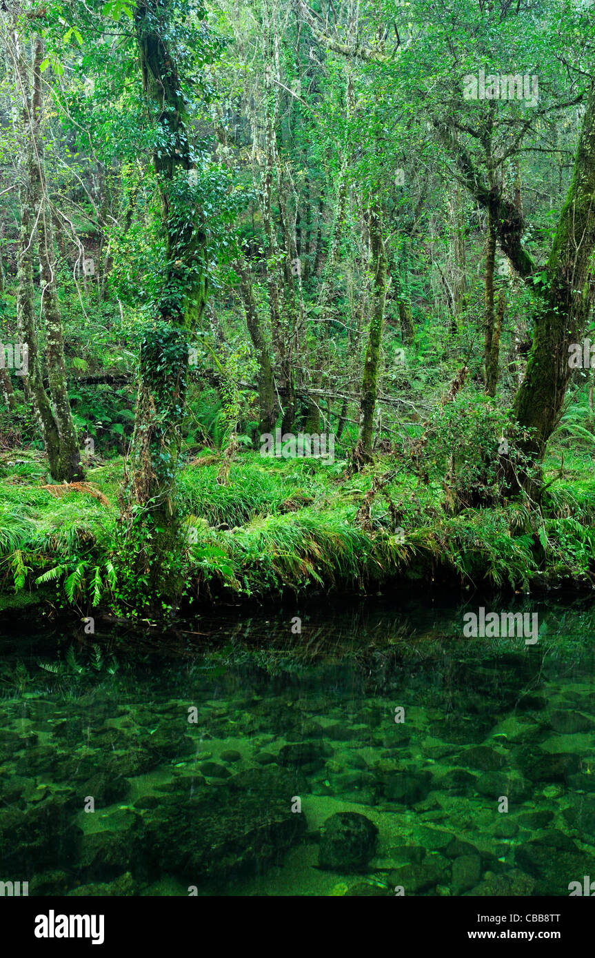 Riverine Forest Stock Photos & Riverine Forest Stock Images - Alamy