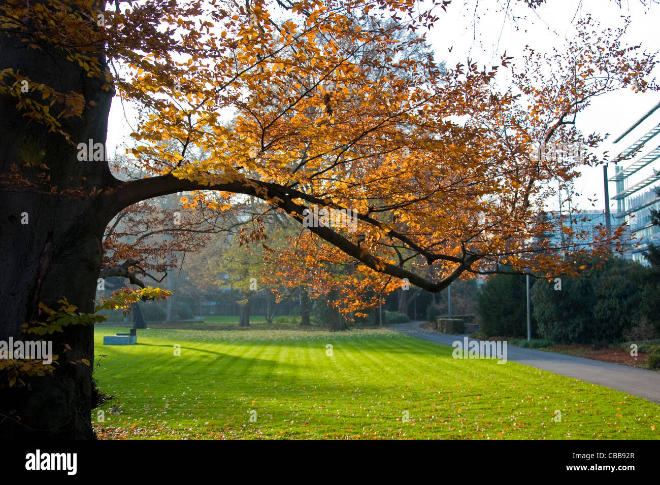 Jean Tinguely, museum, tree, Basel, Switzerland Stock Photo - Alamy