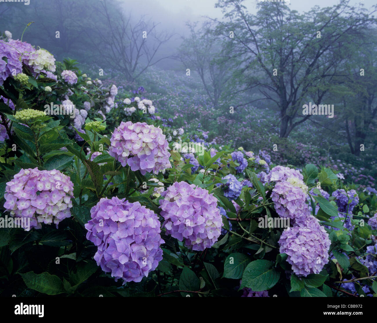Hydrangea japan forest hi-res stock photography and images - Alamy