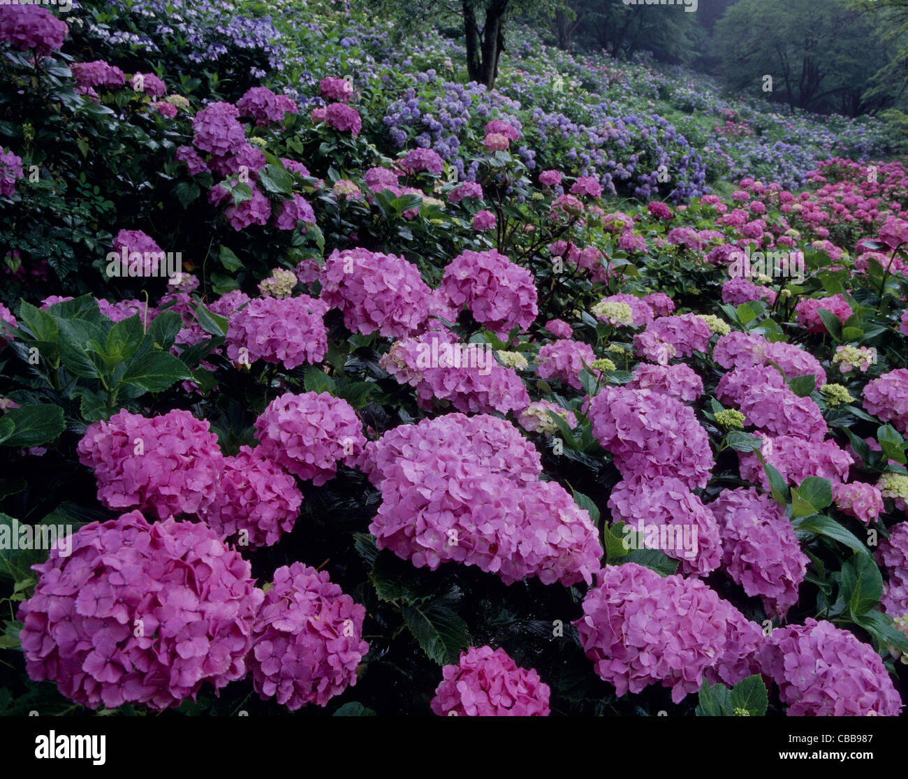 Hydrangea japan forest hi-res stock photography and images - Alamy