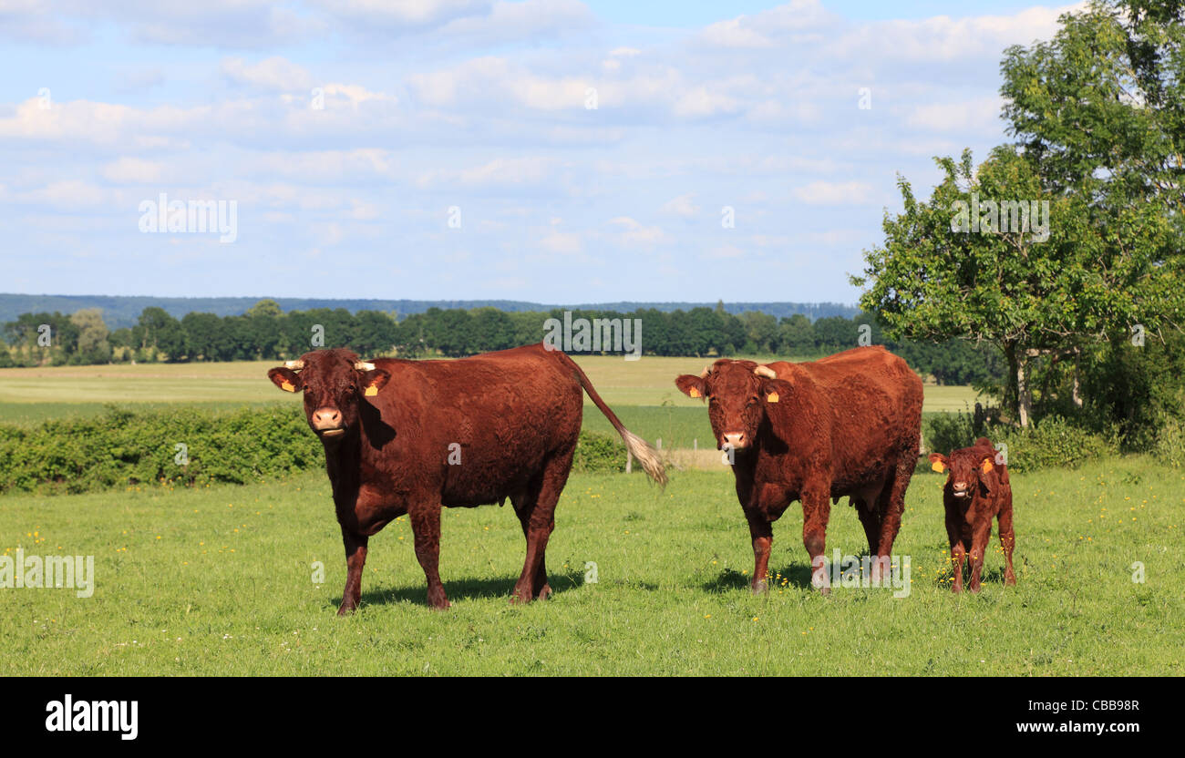 Normandy calf hi-res stock photography and images - Alamy