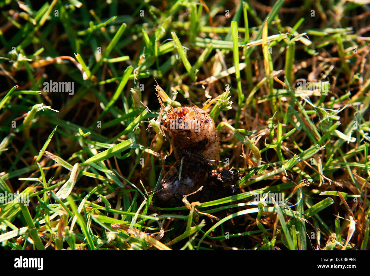 Otiorhynchus ligustici, animal, budworm, case worm, insect, pest (CTK ...