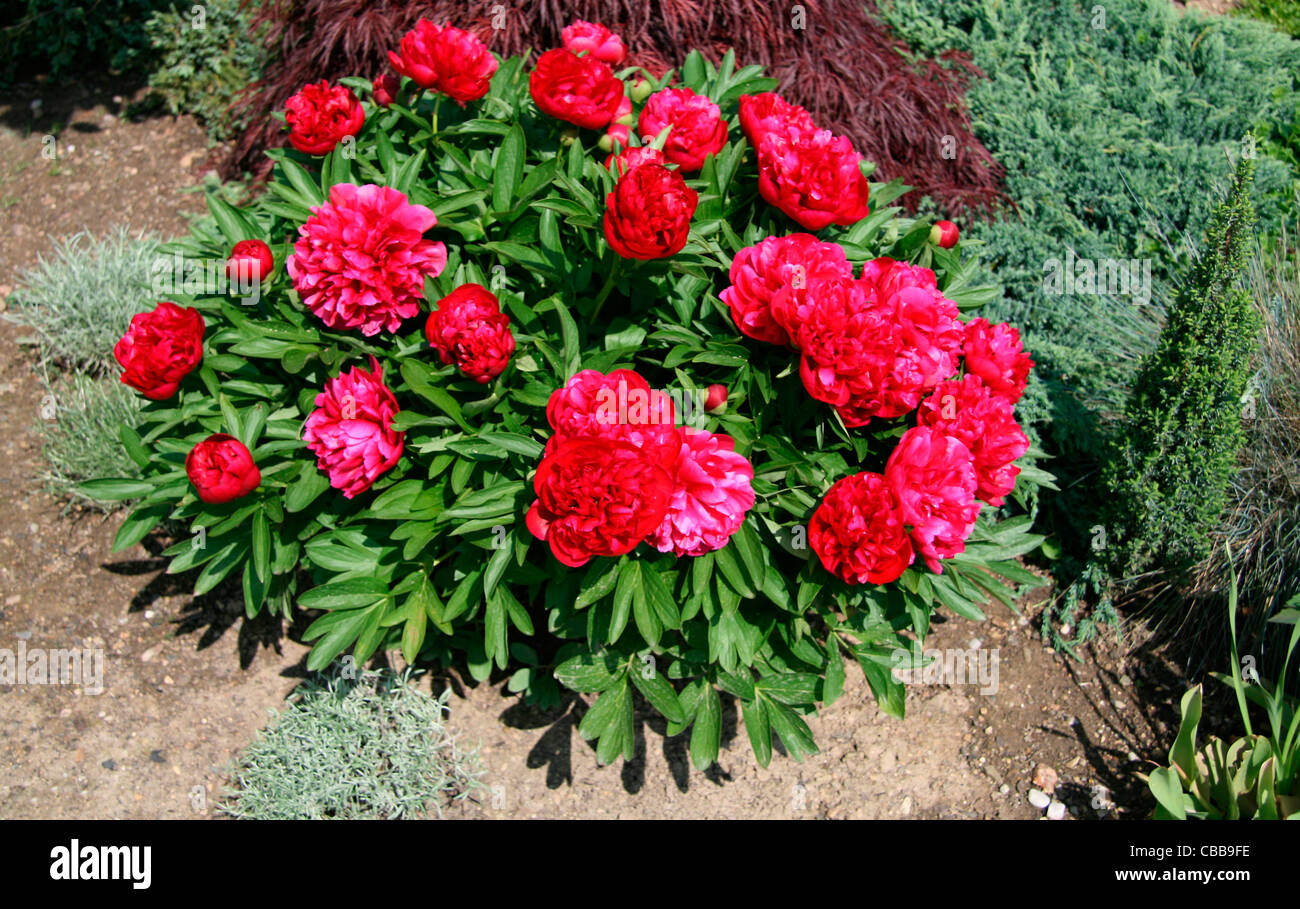 Peony Medicine, Paeonia officinalis L., nature, flowers, plants, flower ...