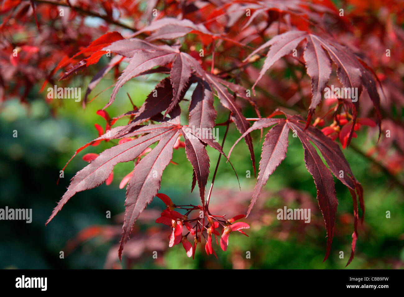 Maple, Acer palmatum, nature, flowers, plants (CTK Photo/Marketa ...