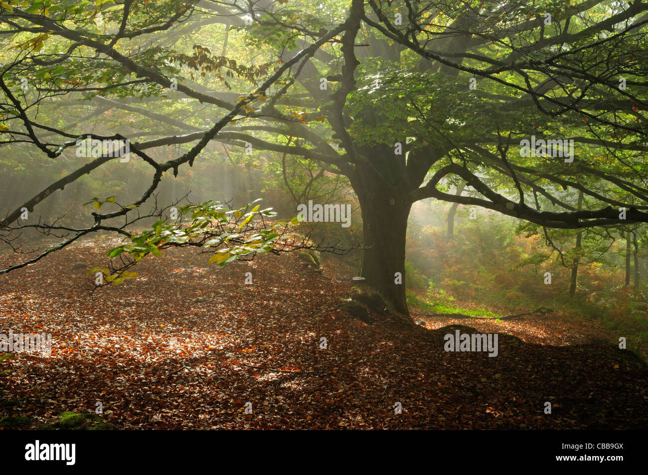 Fagus sylvatica wood tree hi-res stock photography and images - Alamy