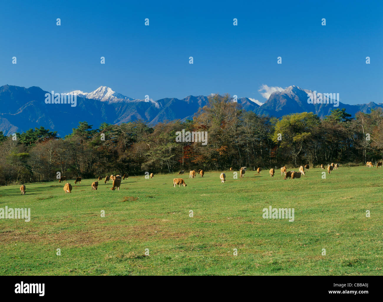 Kiyosato Highland, Hokuto, Yamanashi, Japan Stock Photo - Alamy