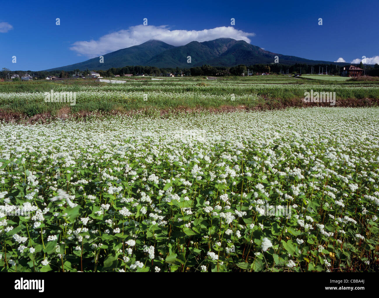 Buckwheat Field, Hokuto, Yamanashi, Japan Stock Photo - Alamy