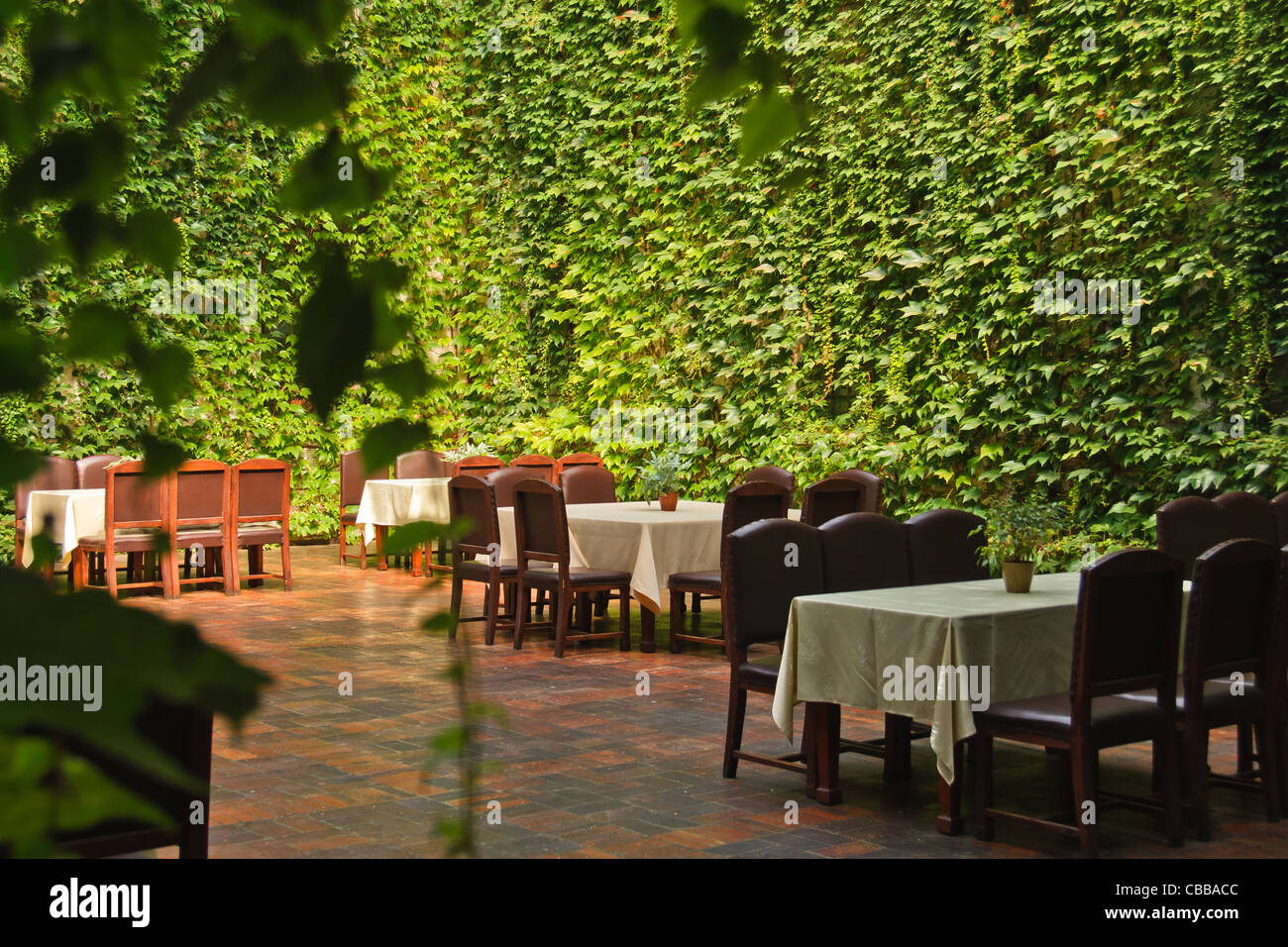 Vine overgrown interior of restaurant in old Joannici Castle (Order of ...