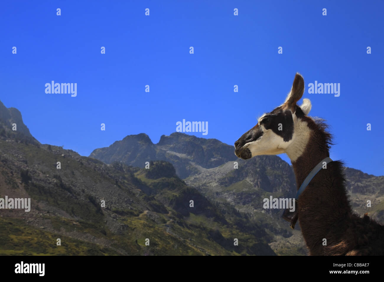 Fauna landscape hi-res stock photography and images - Alamy