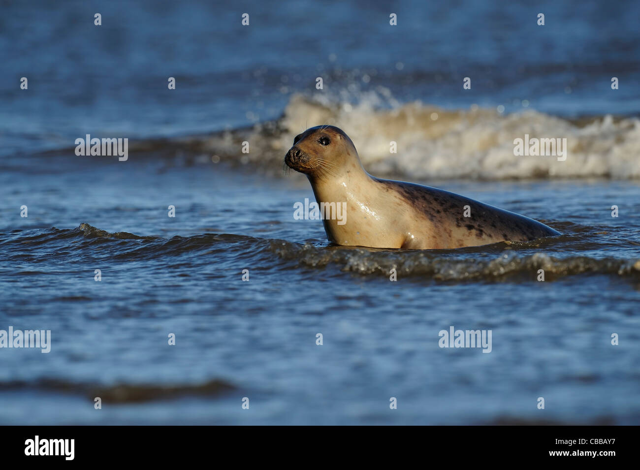 gray seal in the shallows Stock Photo - Alamy