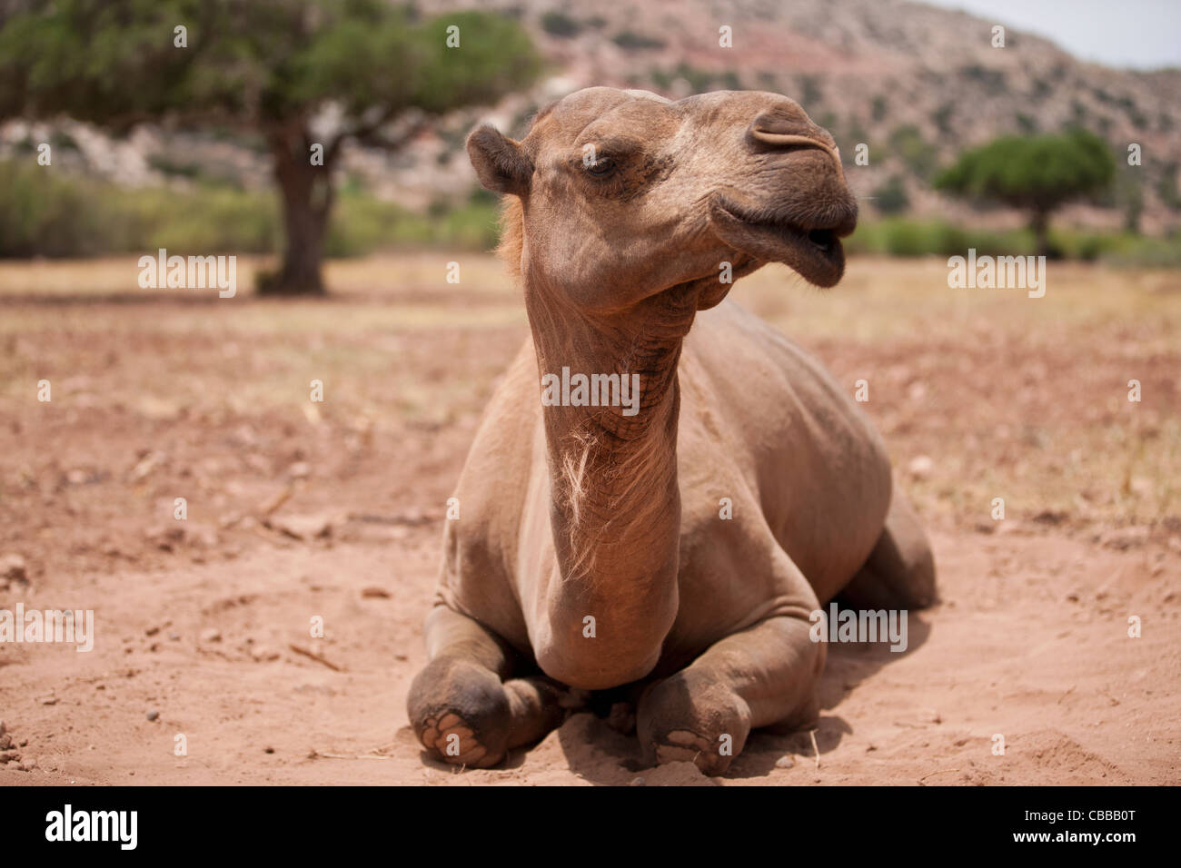 Camel resting hi-res stock photography and images - Alamy