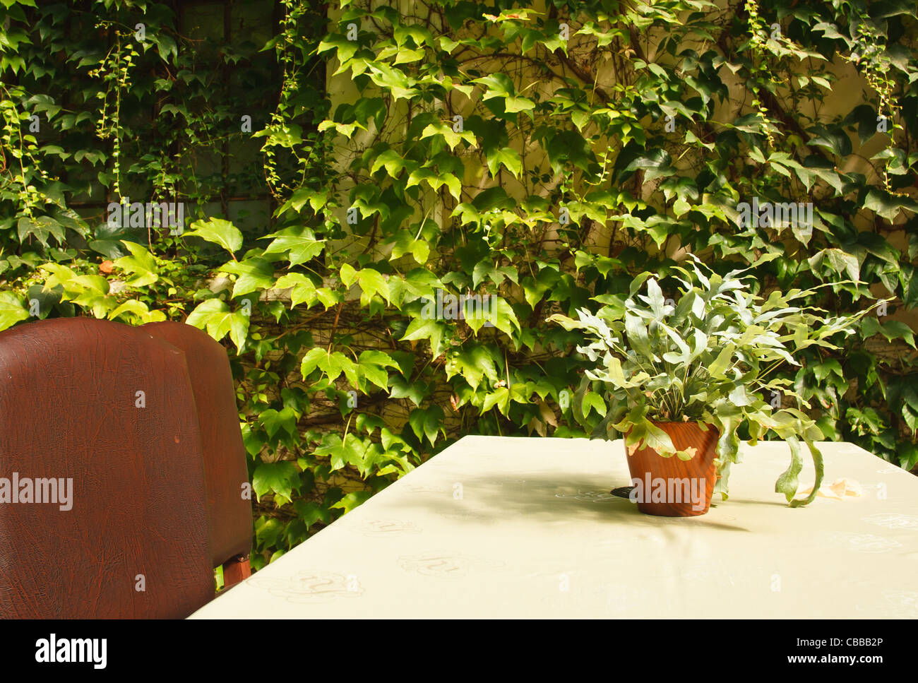 Vine overgrown interior of restaurant in old Joannici Castle (Order of ...