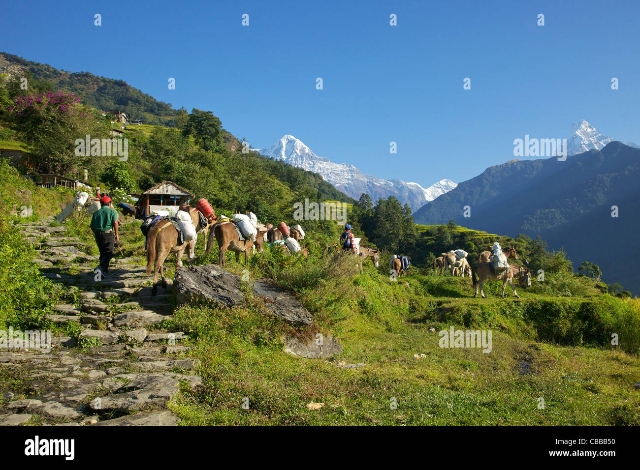 Mule train hi-res stock photography and images - Alamy