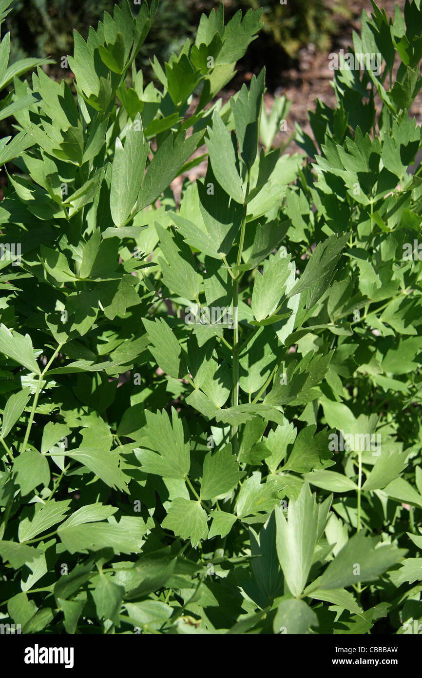 Levisticum officinale, nature, flowers, plants (CTK Photo/Marketa ...