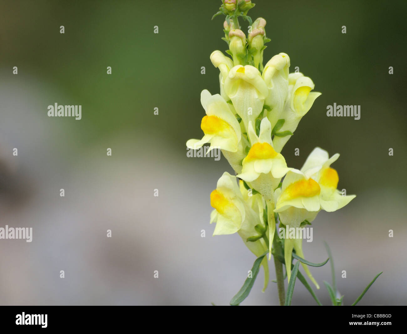 Common Toadflax, Yellow Toadflax, Butter-and-eggs / Linaria vulgaris ...