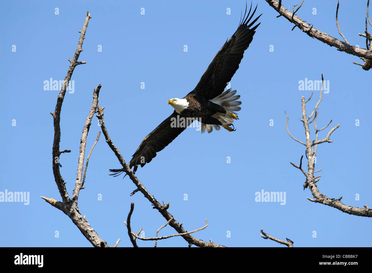 bald eagle in flight Stock Photo - Alamy