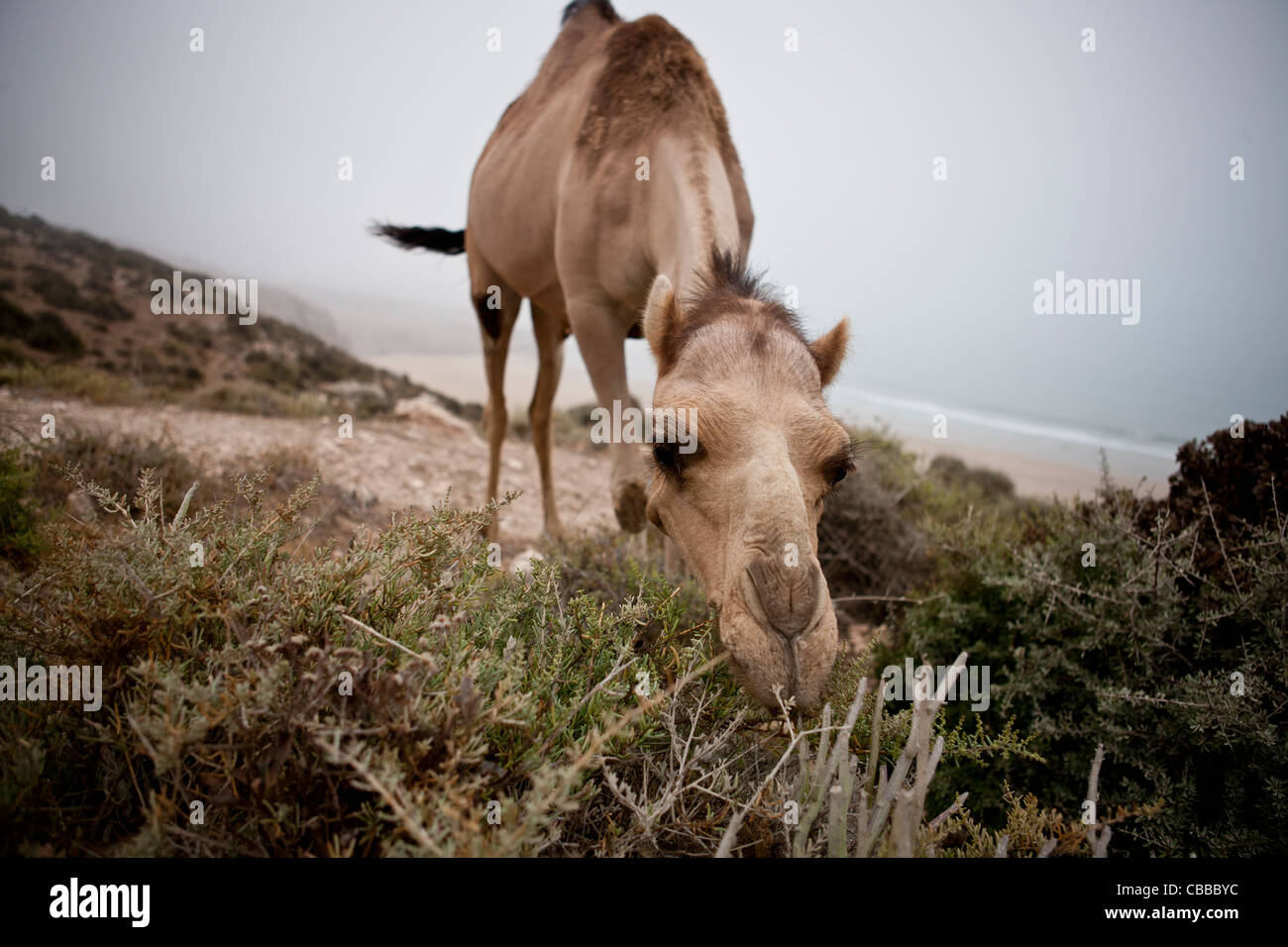 A dromedary camel eating Stock Photo - Alamy