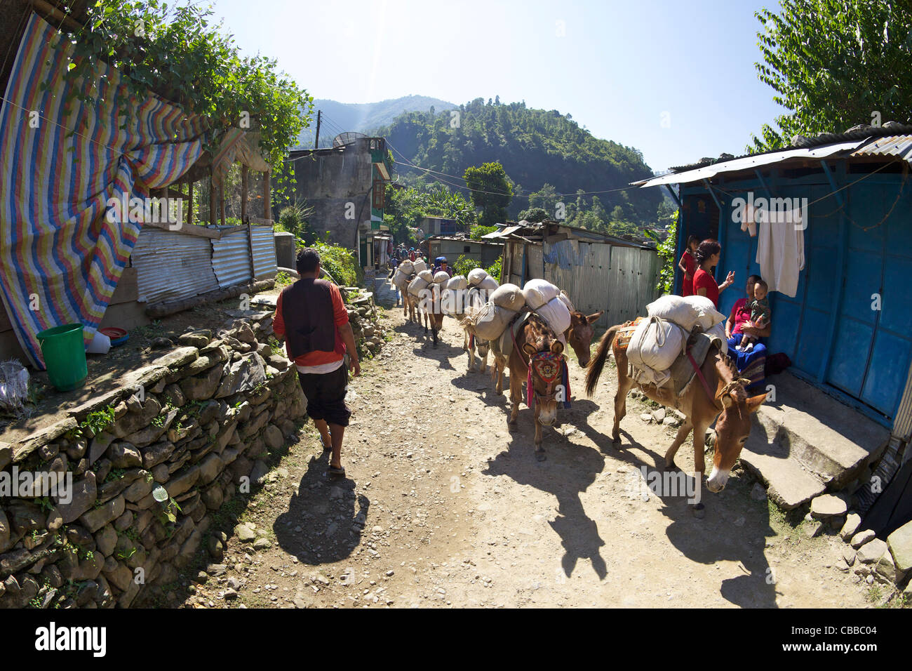 Mule Train High Resolution Stock Photography and Images - Alamy