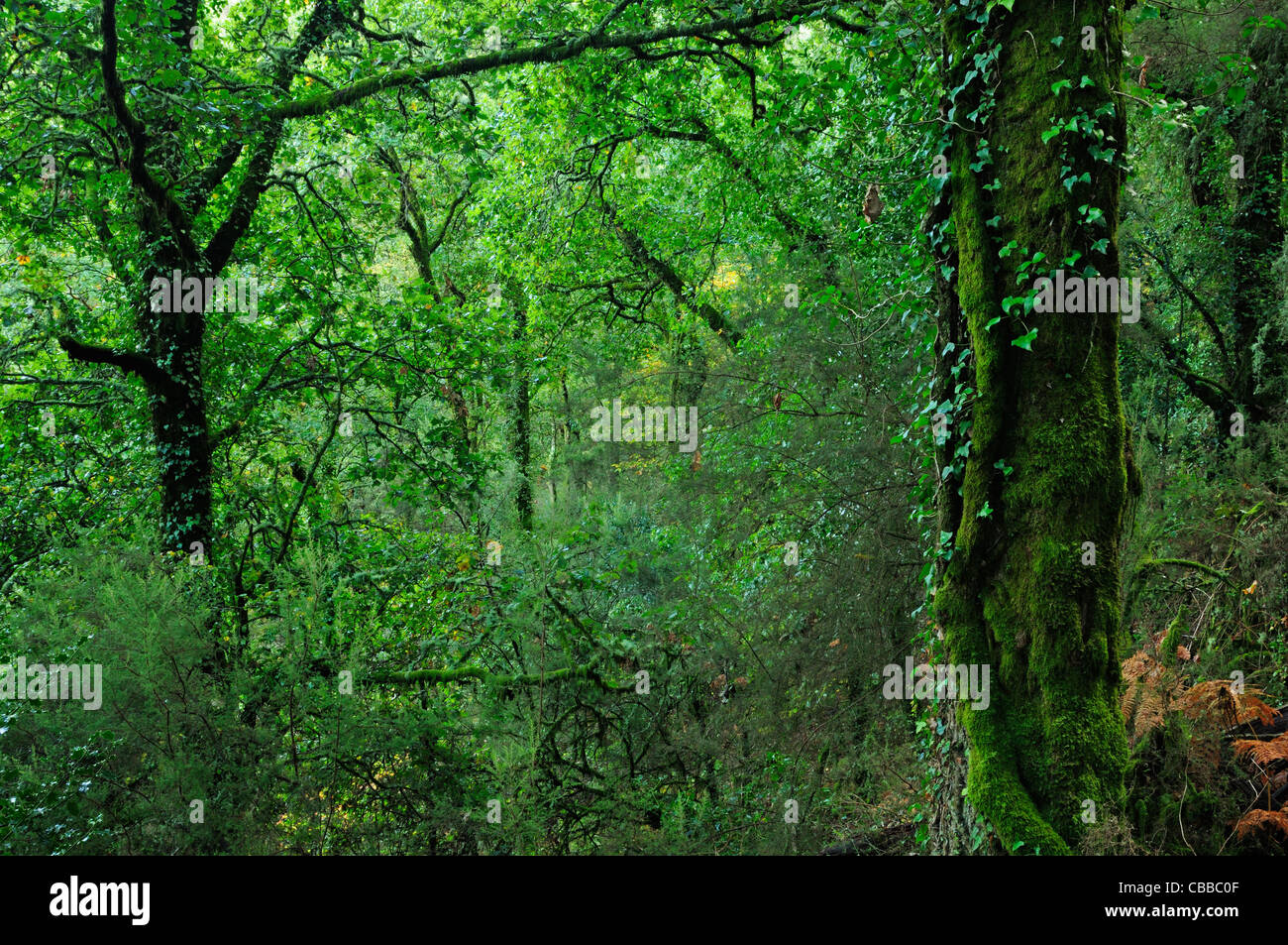 Deciduous broad leaved forest hi-res stock photography and images - Alamy