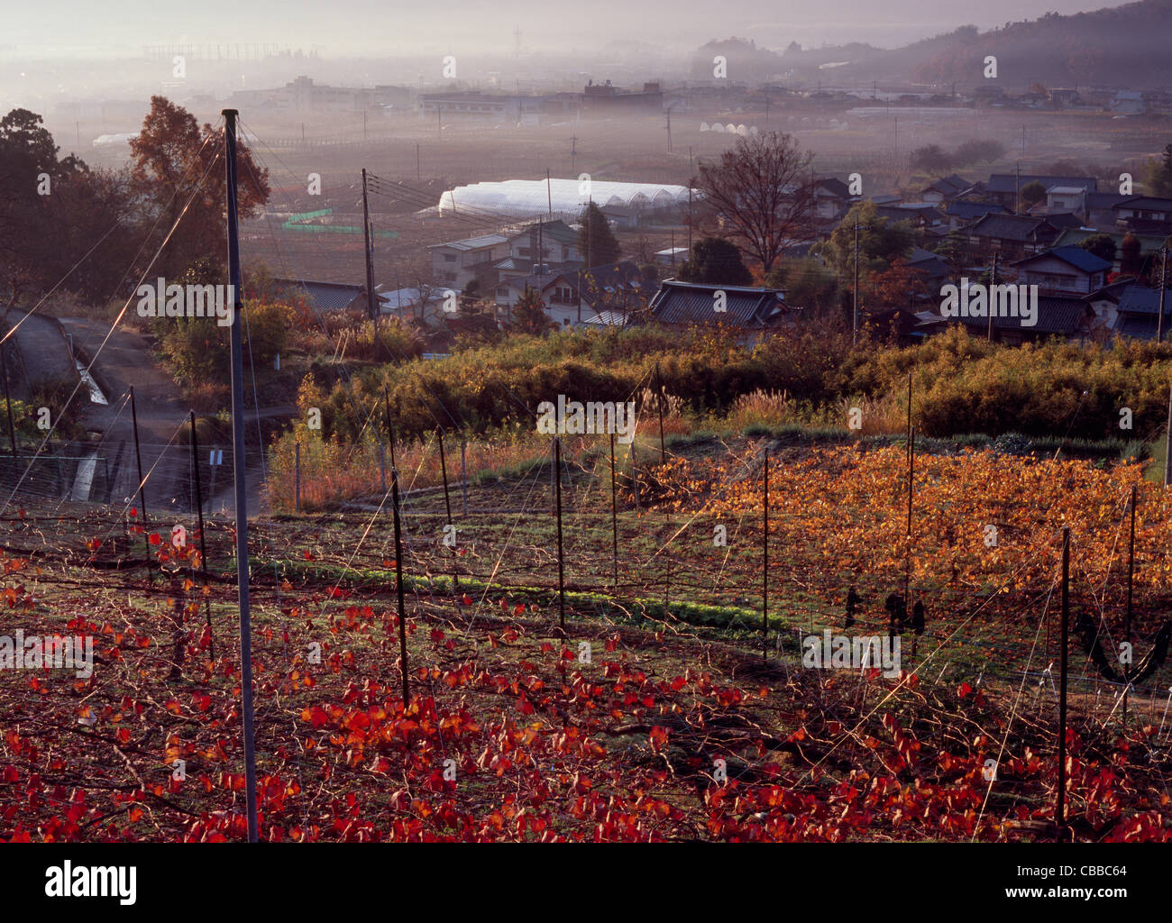 Yamanashi japan vineyard hi-res stock photography and images - Alamy