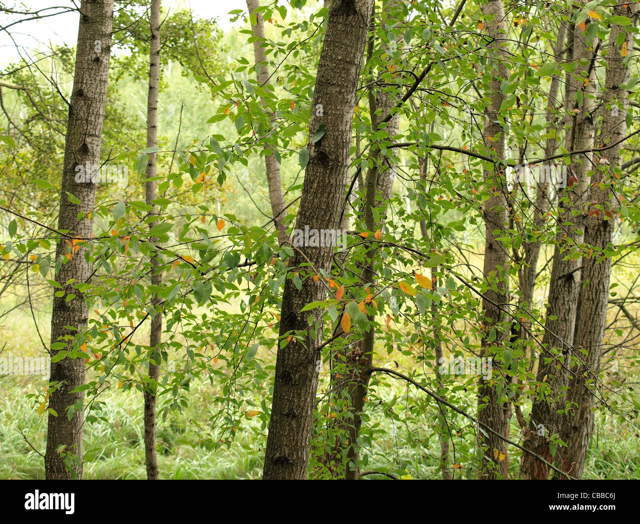 Poplar trees leaves hi-res stock photography and images - Alamy